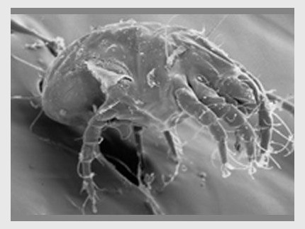 Les Français face aux acariens