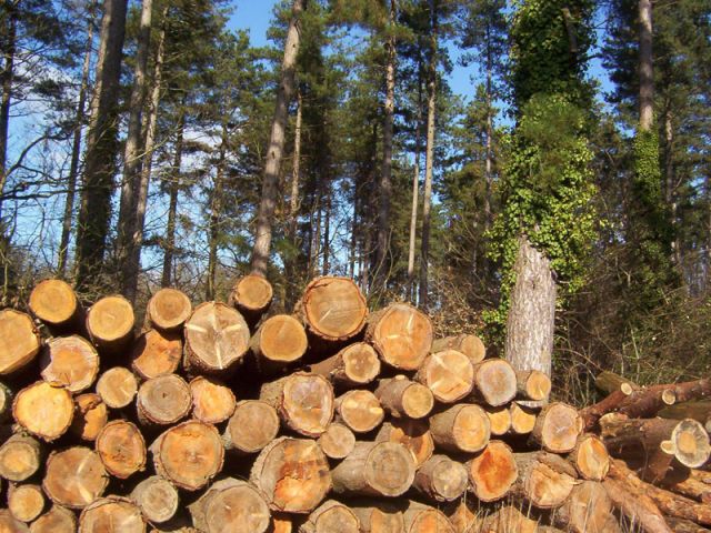 Le bois à l'honneur dans nos régions - Maison à part